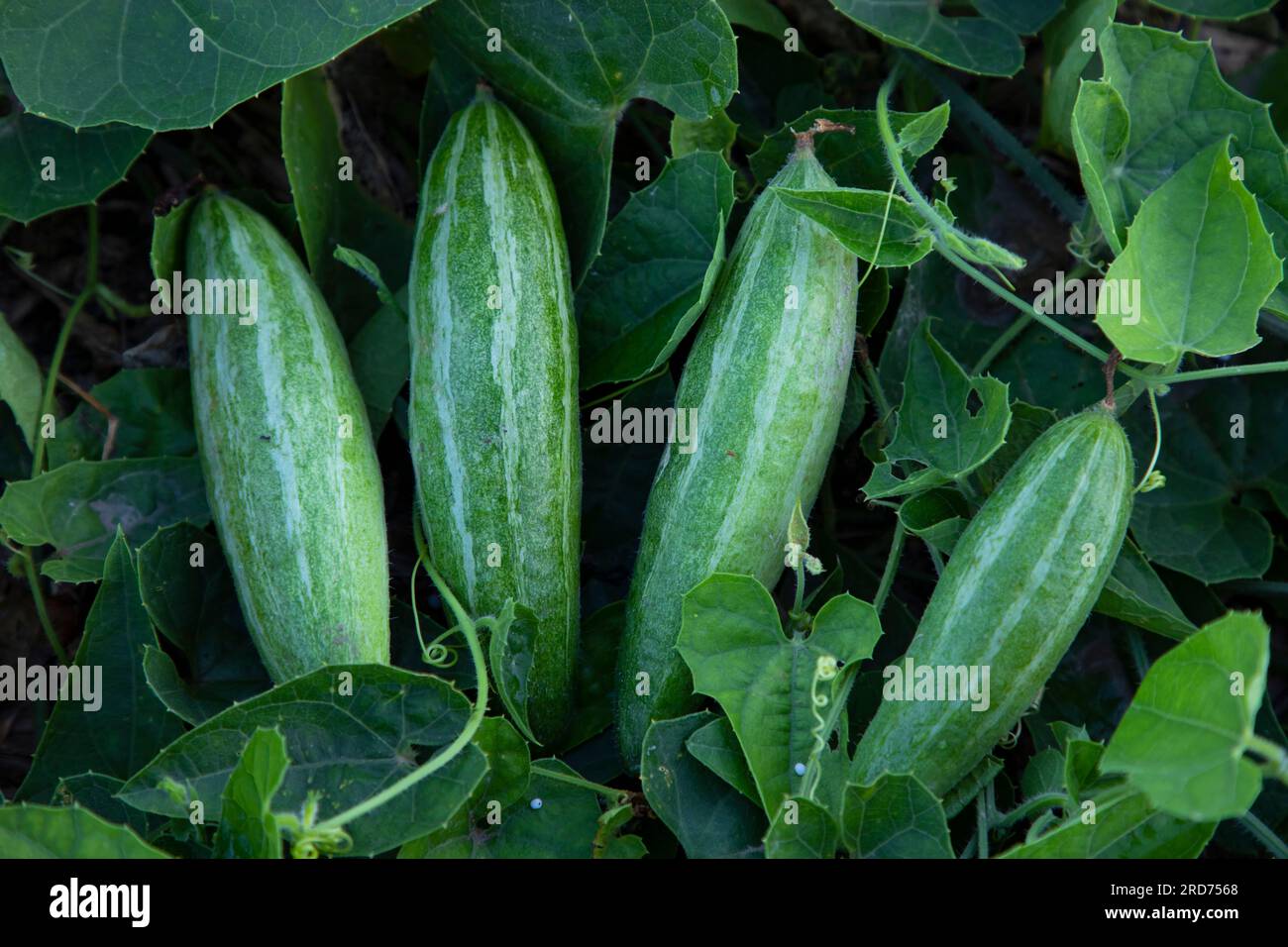 Pointed gourd hi-res stock photography and images - Alamy
