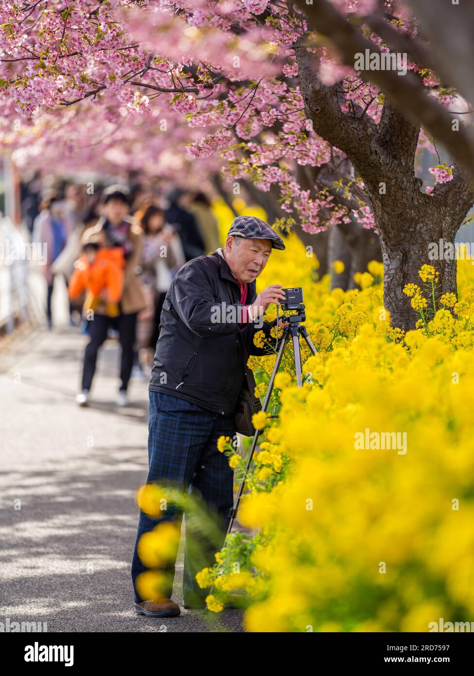 Japanese Generation Z take picture of sakura using their mobile smart ...