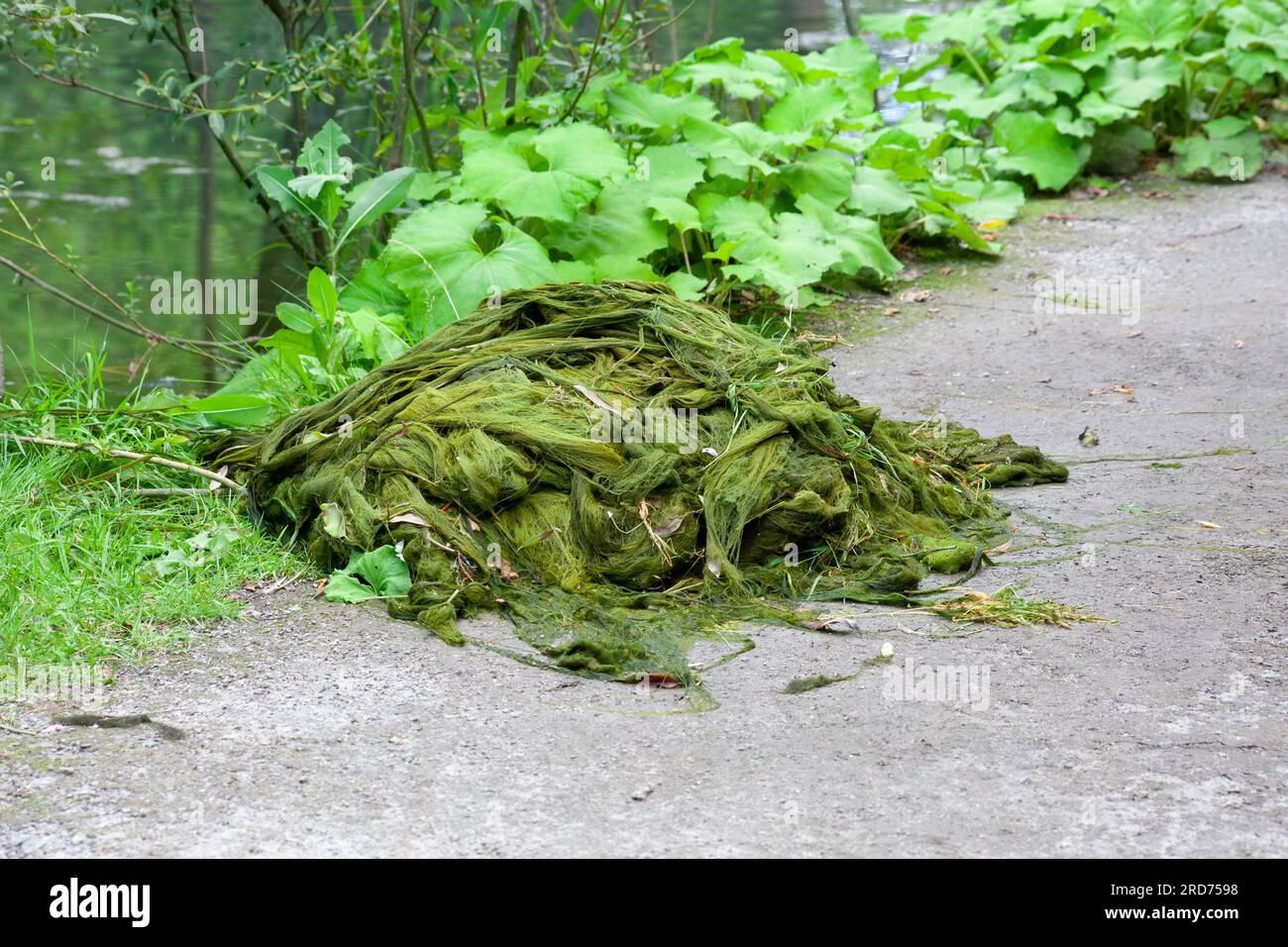 Pile of Green algae on a shore of the lake after cleaning Stock Photo ...