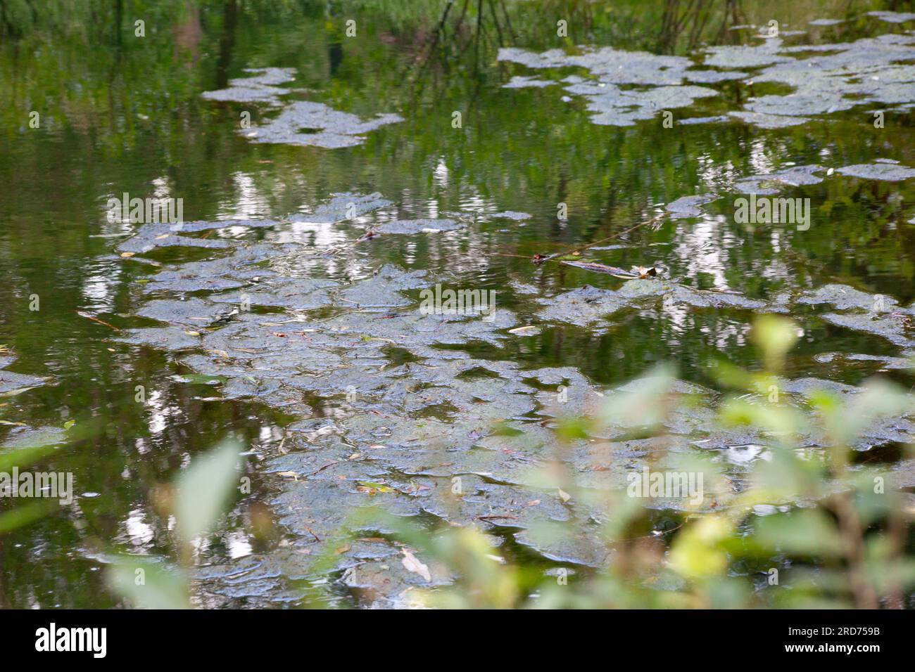 Green tina on swamp hi-res stock photography and images - Alamy