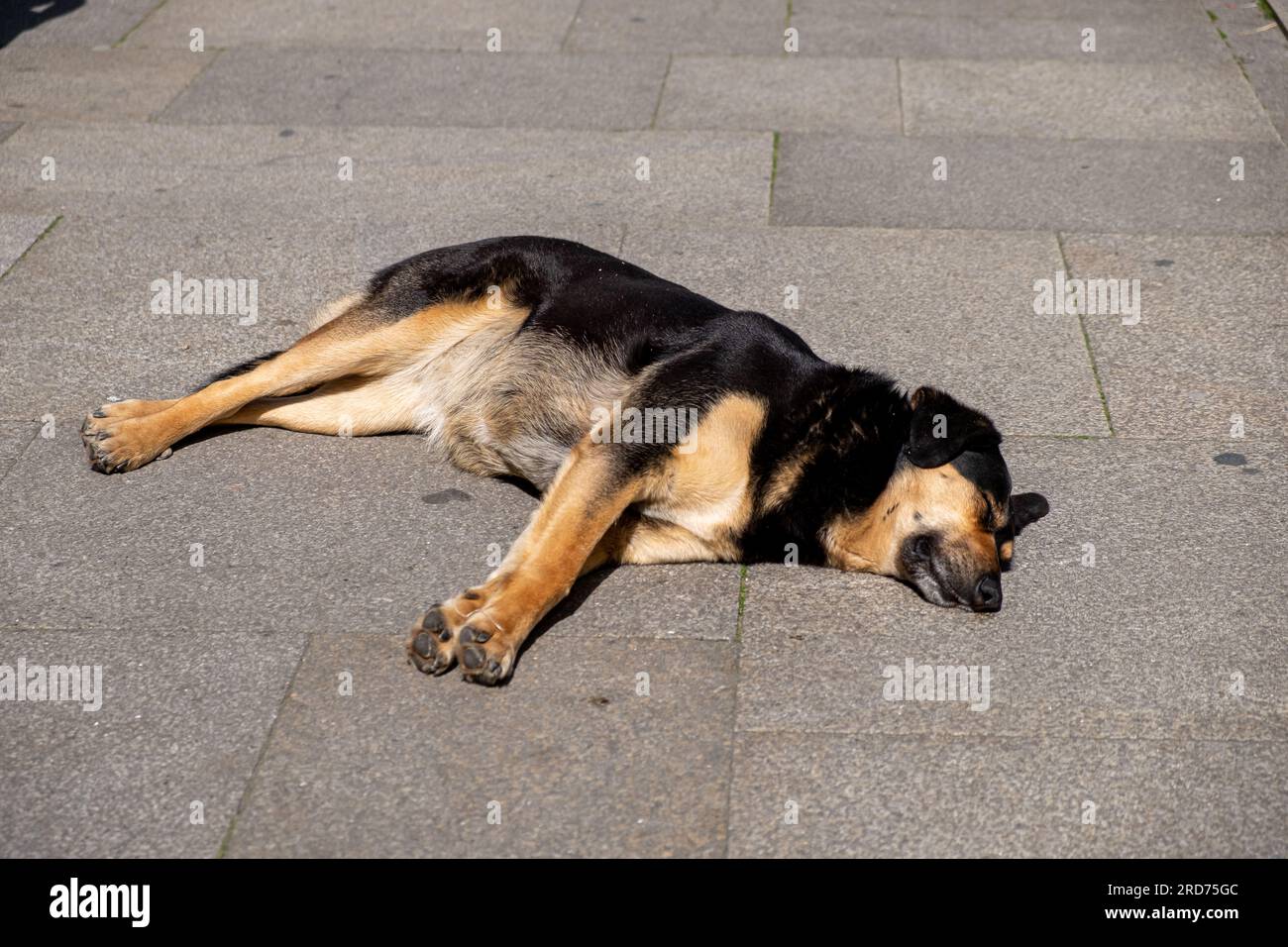 Dog resting lying on a stone slab floor in a day of heat Stock Photo ...