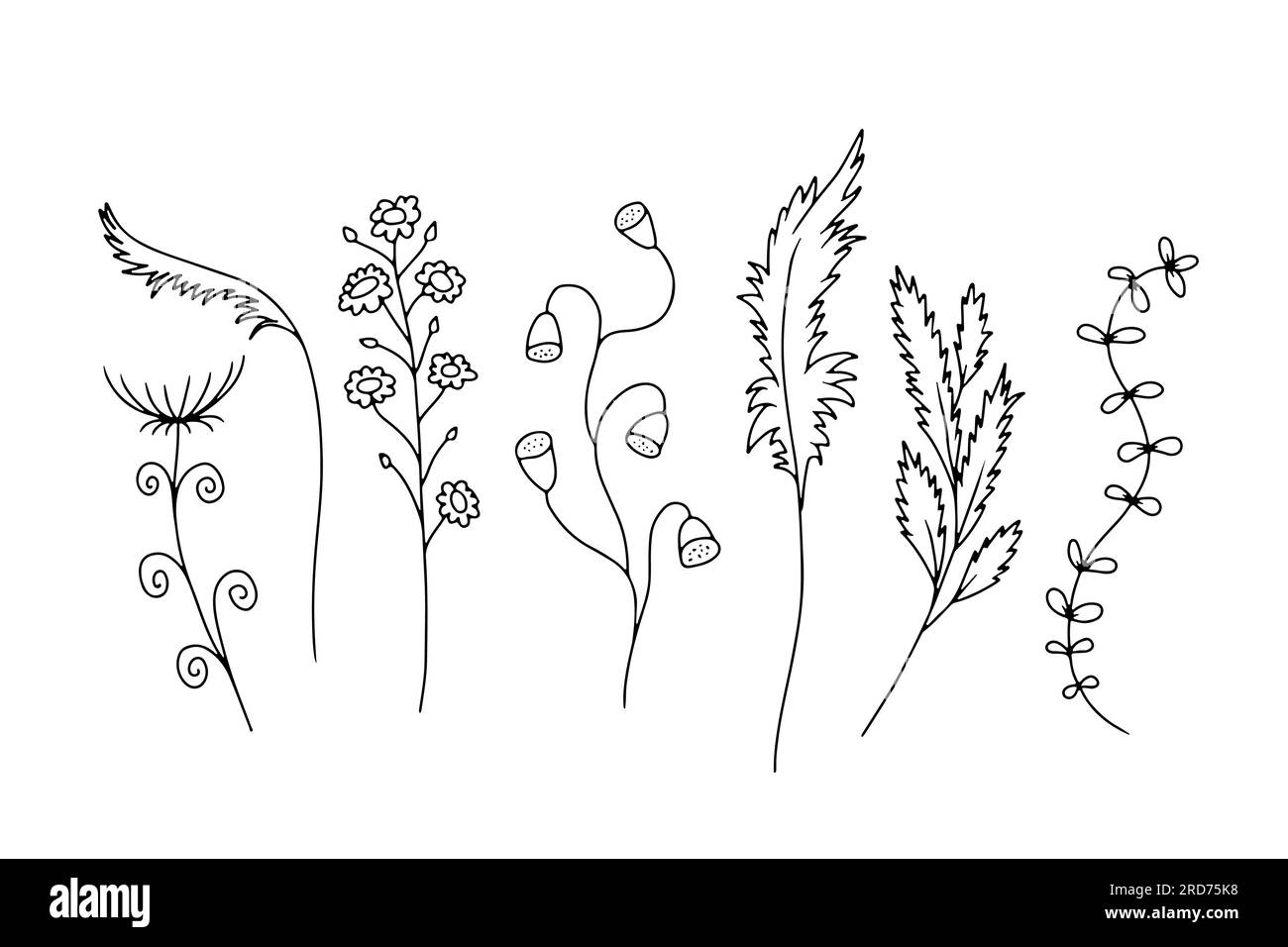 Hand drawn wild flowers illustrations set isolated on white background ...