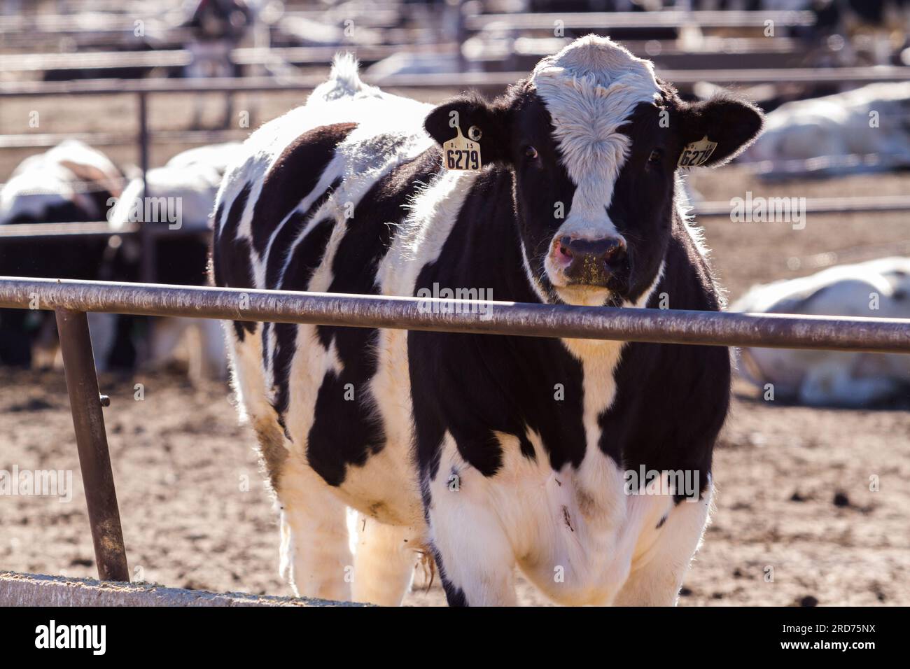 Cattle in outdoor feedlot Stock Photo - Alamy