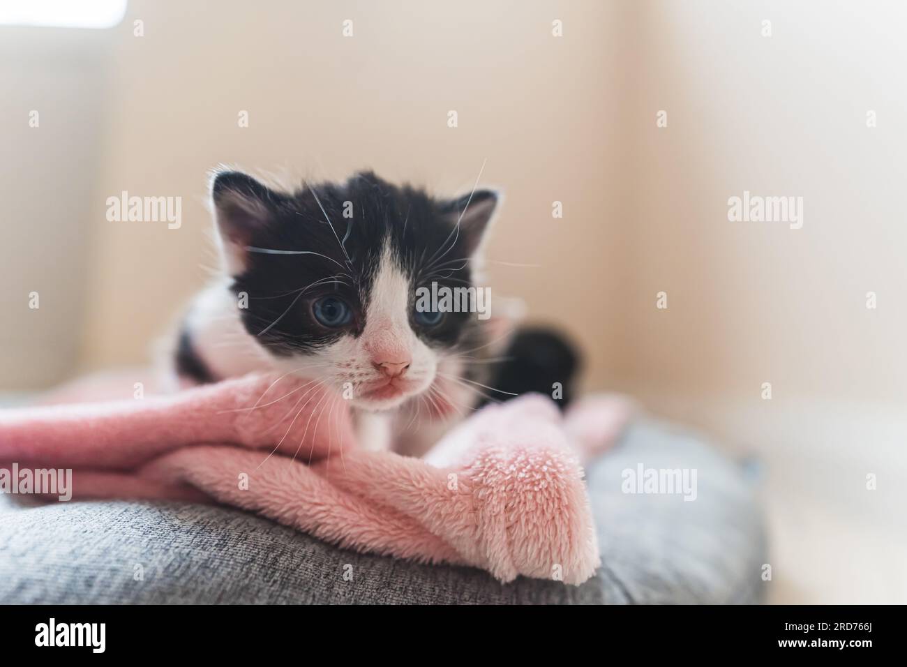 Cute little tabby kitten slowly hi-res stock photography and images - Alamy