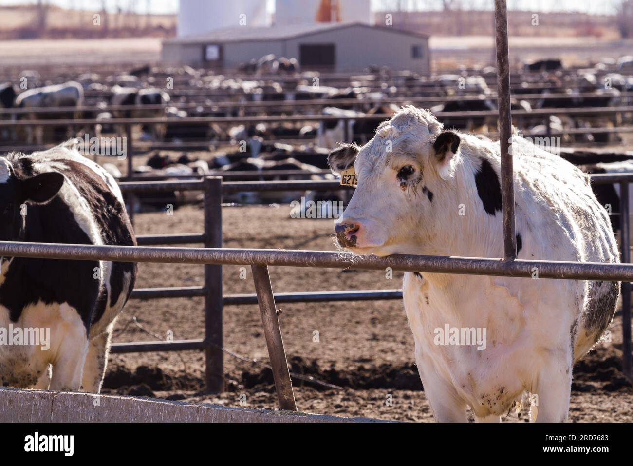 Cattle in outdoor feedlot Stock Photo - Alamy