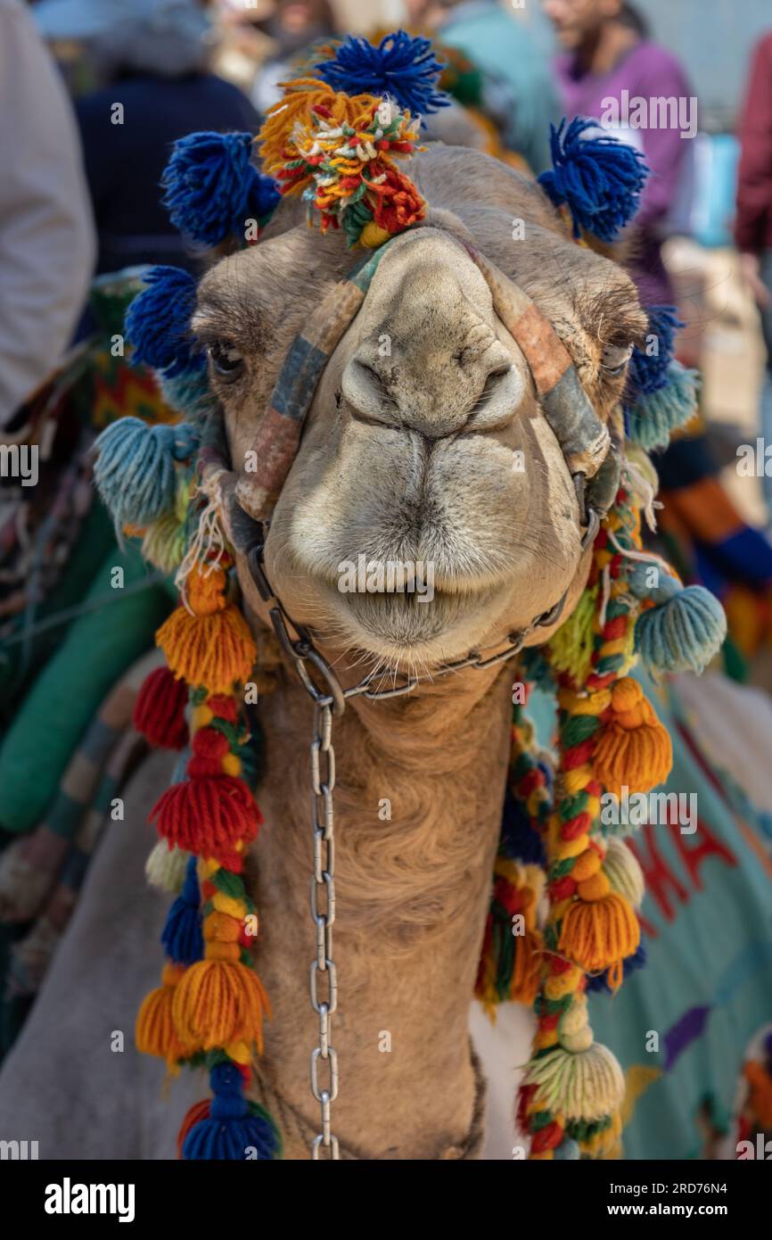 Portrait of a happy camel dressed in colourful woolly fabric Stock ...