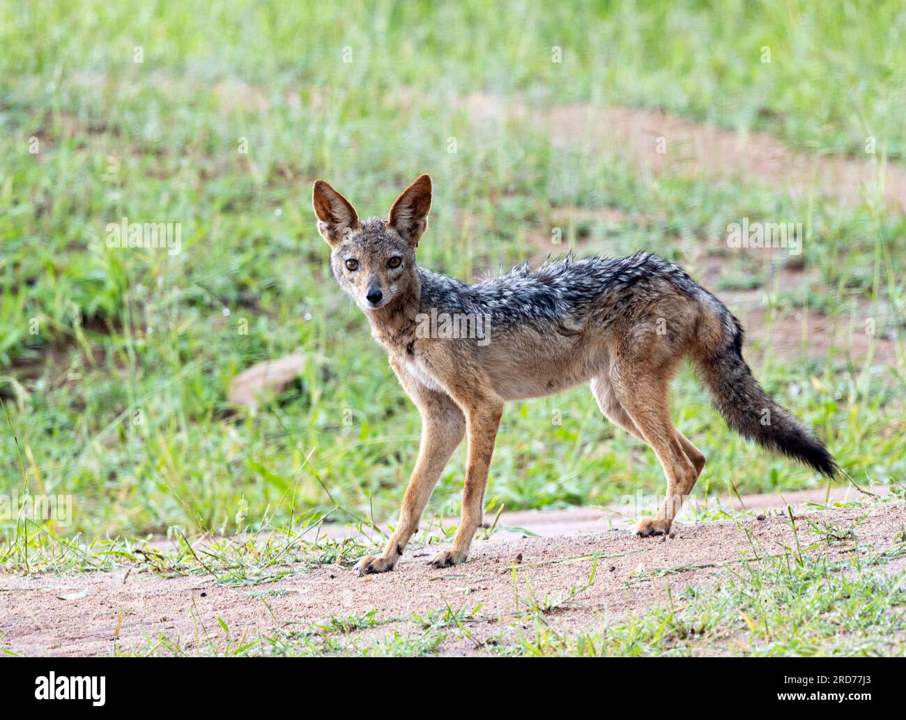 Black backed jackal pair hi-res stock photography and images - Alamy