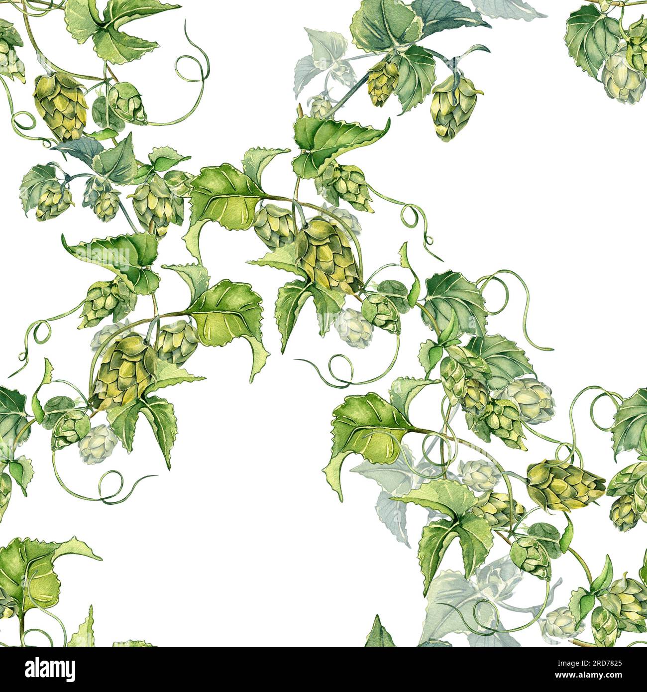 Hop vine, plant humulus watercolor seamless pattern isolated on white background. Hop on brunch ...