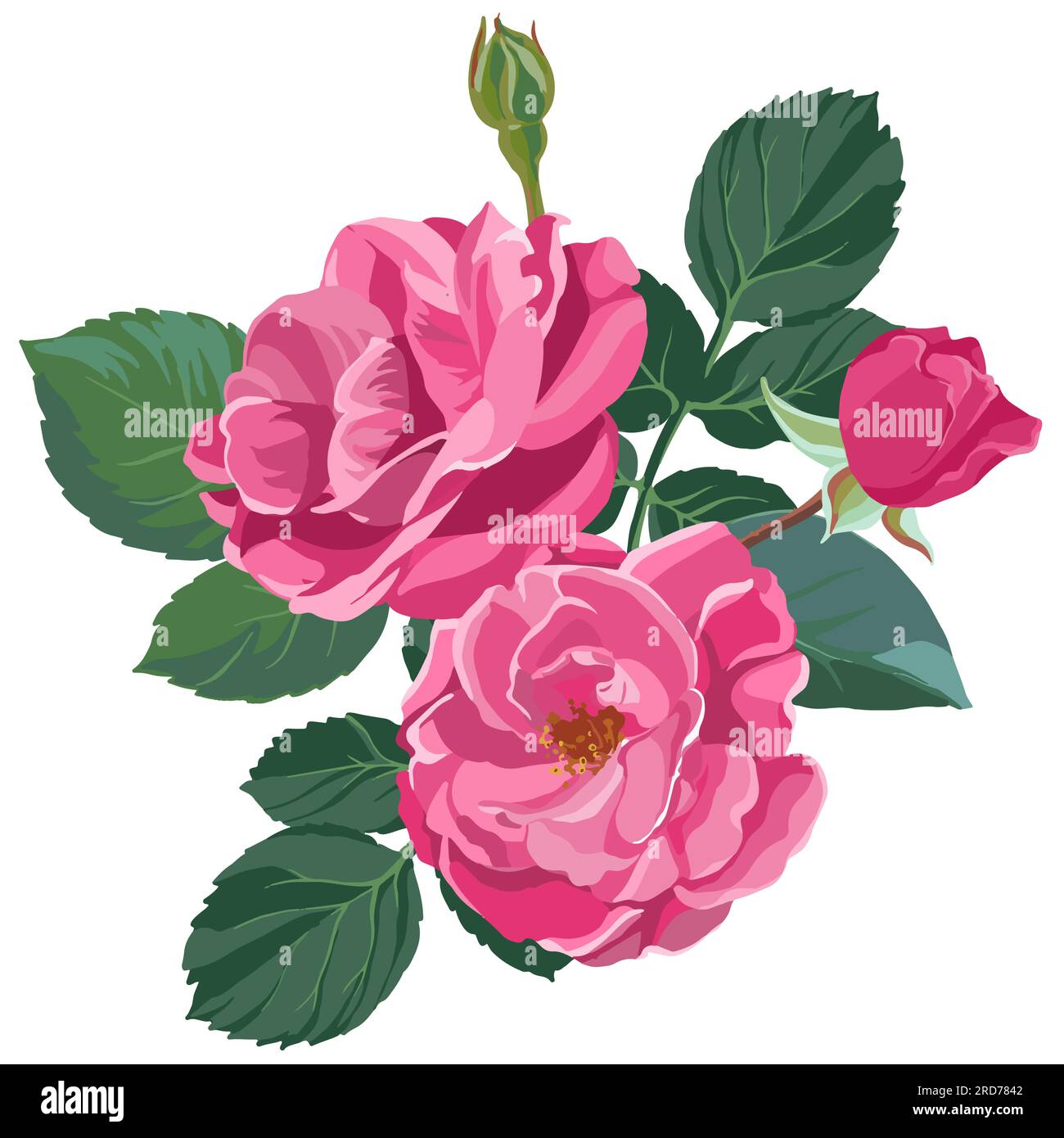 Pink roses in blossom, flourishing flower vector Stock Vector Image ...