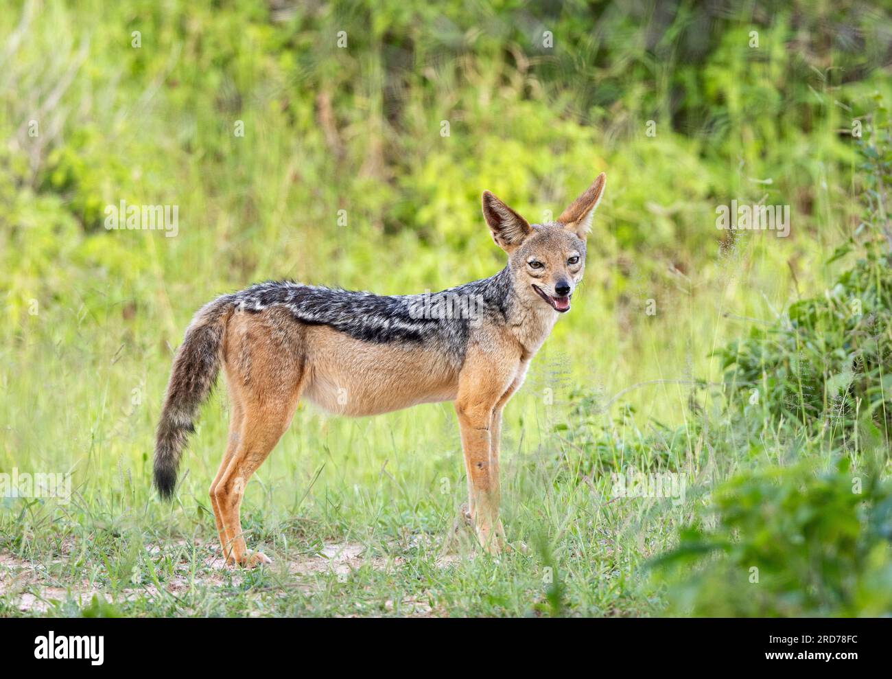 A pregnant Black backed Jackal lives in a territory with a long-term ...