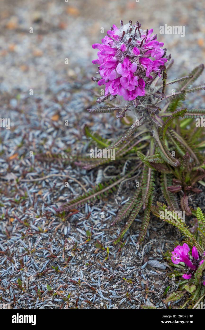 Pedicularis lanata hi-res stock photography and images - Alamy