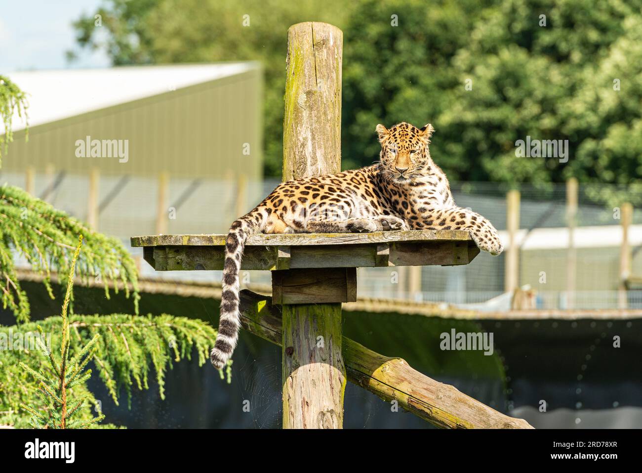 Amur leopard (Panthera pardus) at Yorkshire Wildlife Park, Doncaster UK ...
