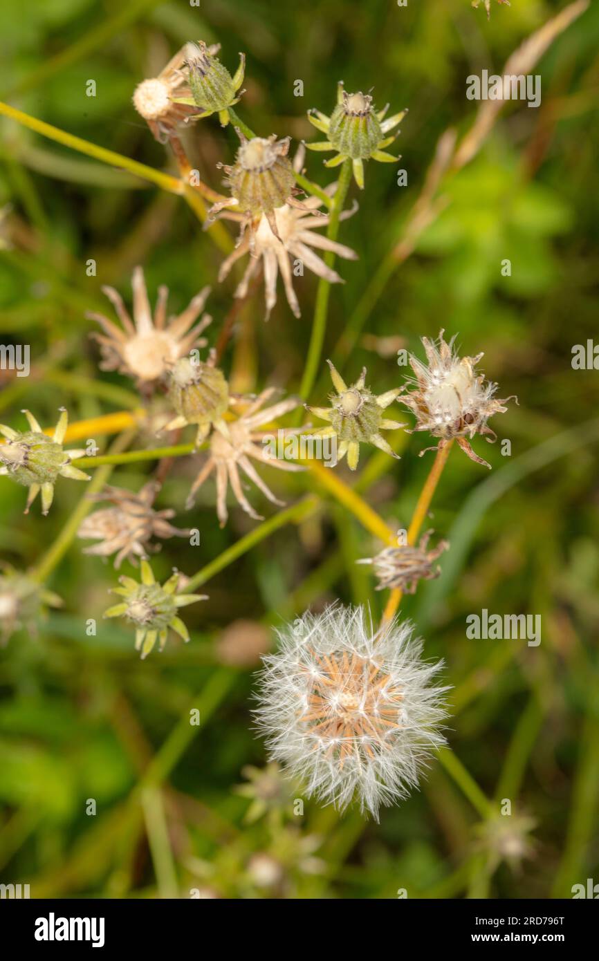 Natural semi close up environmental plant portrait showing intimate ...