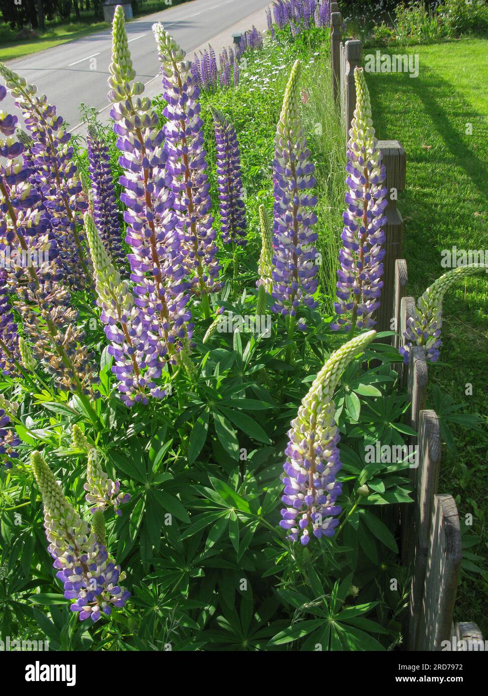 LUPINUS Lupin in the legume family Fabaceae Stock Photo - Alamy