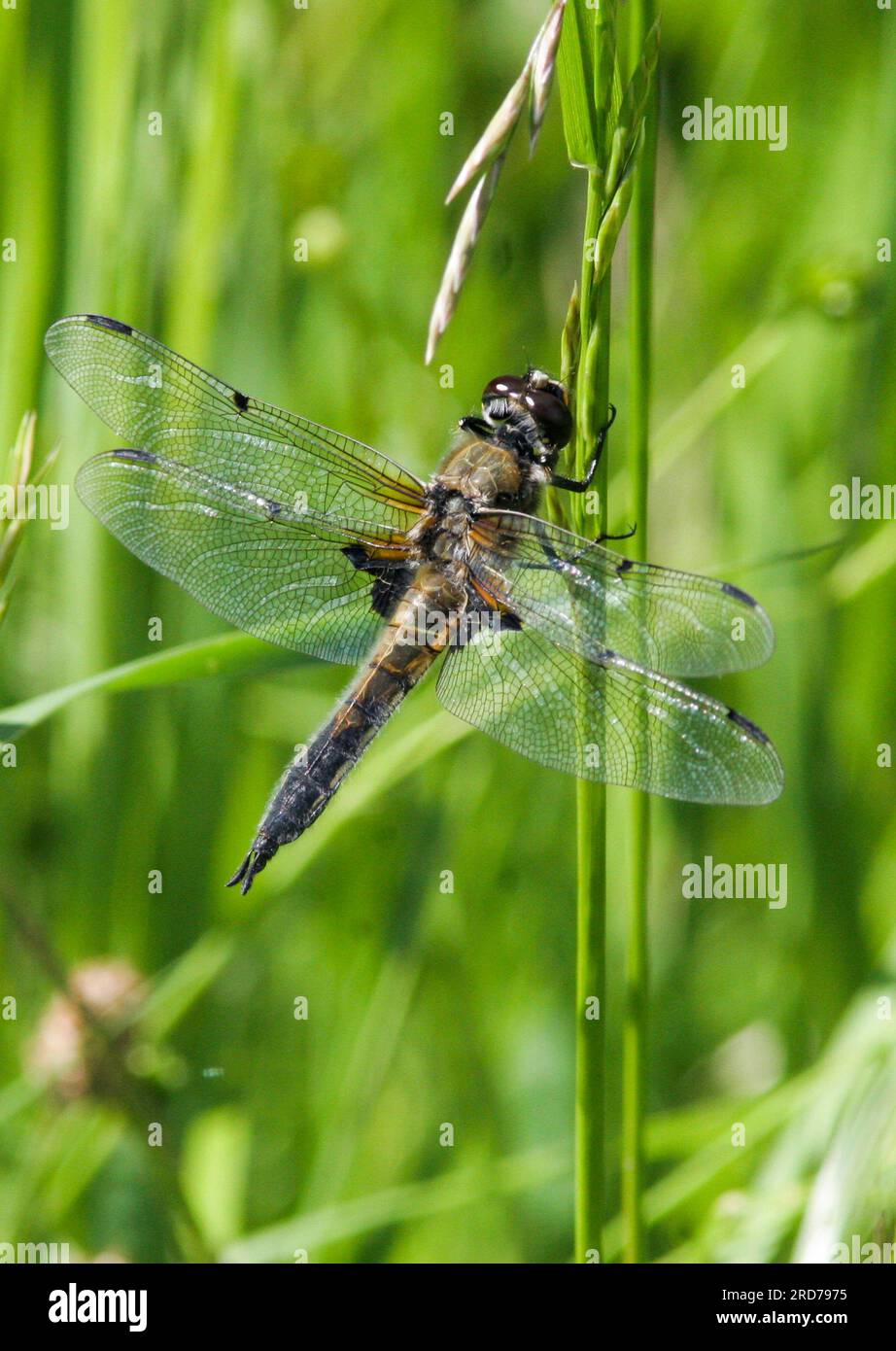 FOUR-SPOTTED CHASTER Libellula Quadrimaculata Stock Photo - Alamy