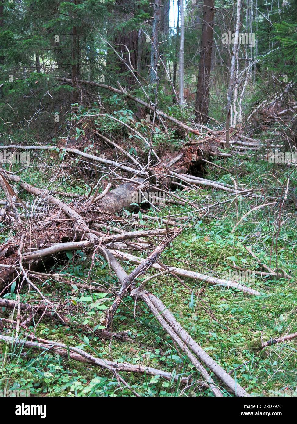 ANCIENT WOODLAND with fallen and decomposing tree Stock Photo - Alamy