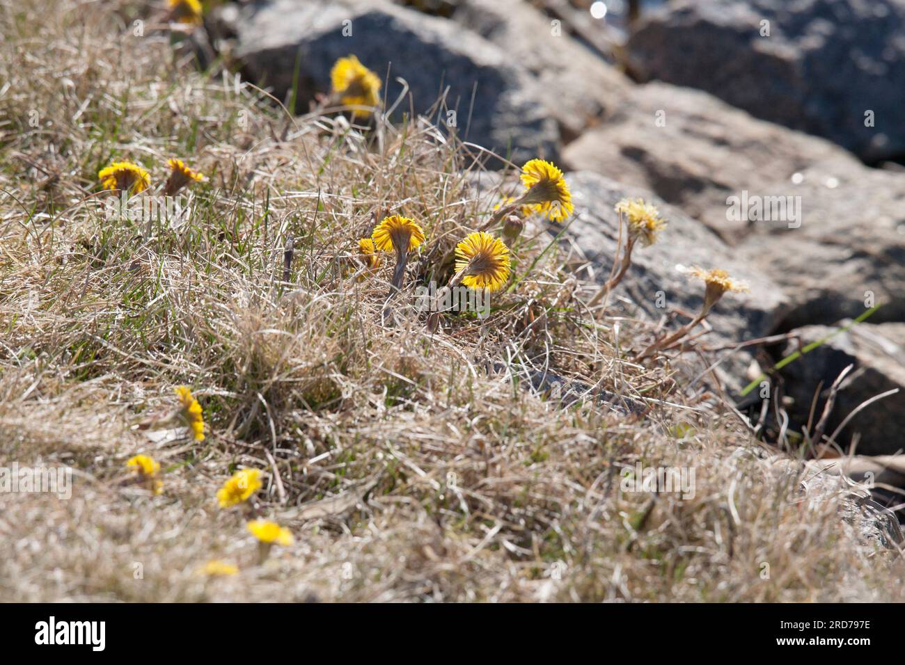 TUSSILAGO FARFARA coltsfoot Stock Photo - Alamy