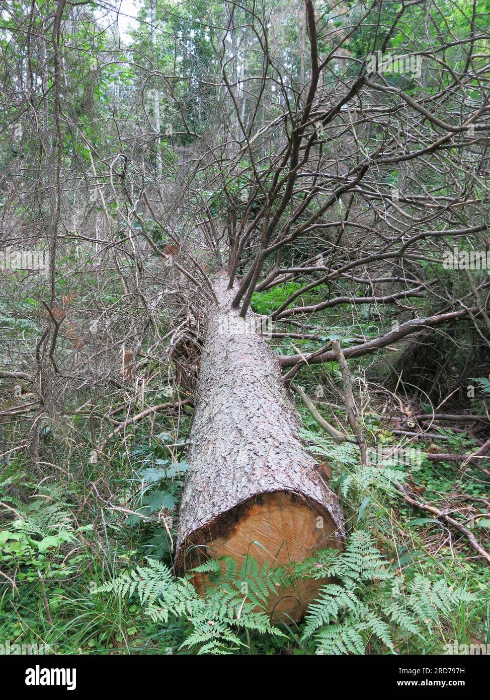 OLDER TREES have been felled due to risk and must remain for the ...