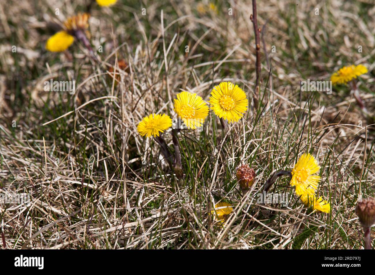 TUSSILAGO FARFARA coltsfoot Stock Photo - Alamy