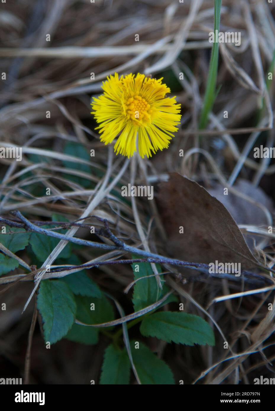 Coltsfoot plant hi-res stock photography and images - Alamy