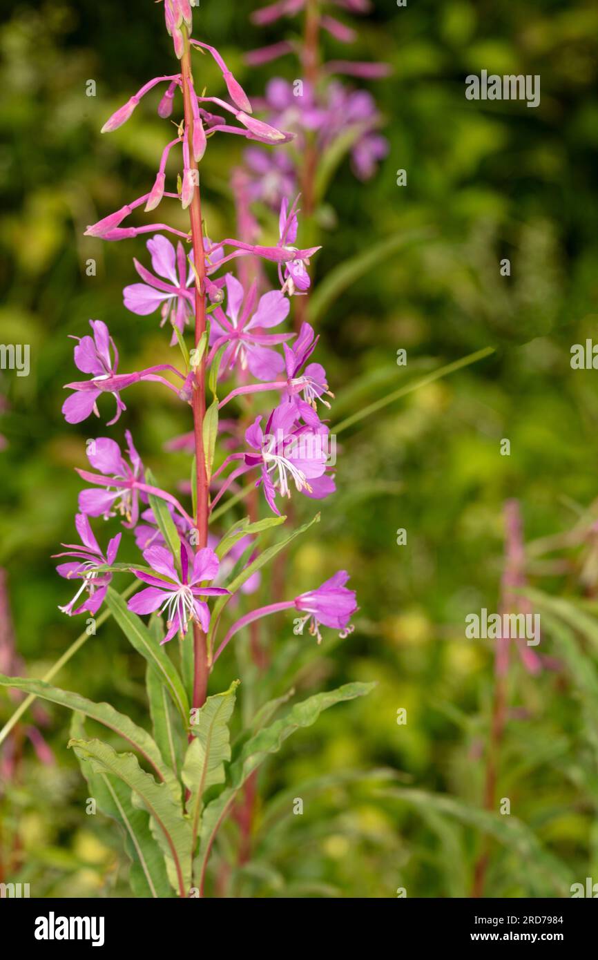 Natural close up wild flowering plant portrait of the deceptively ...
