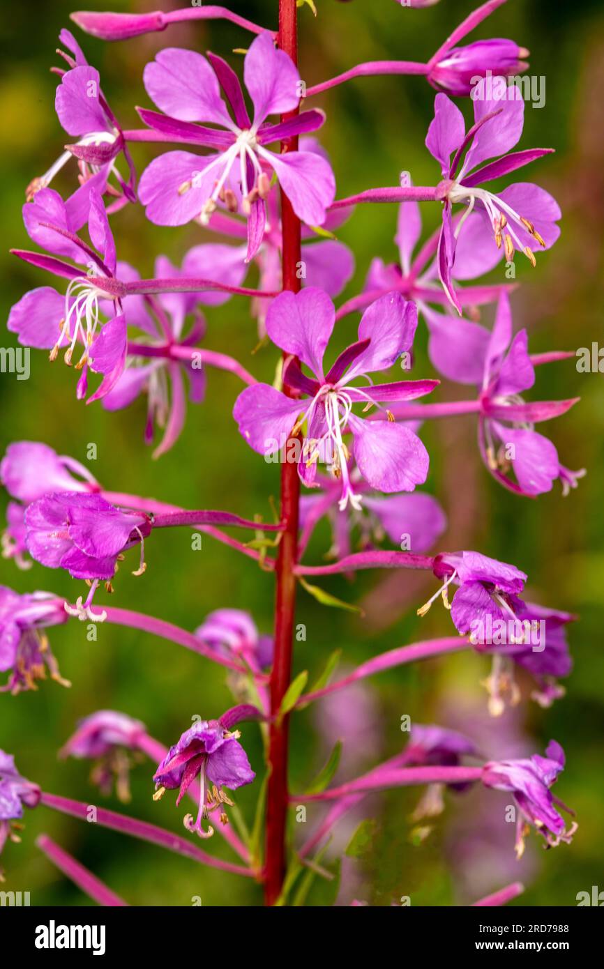 Natural close up wild flowering plant portrait of the deceptively ...