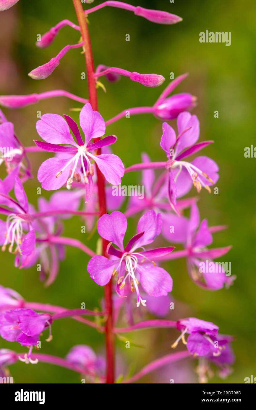Natural close up wild flowering plant portrait of the deceptively ...