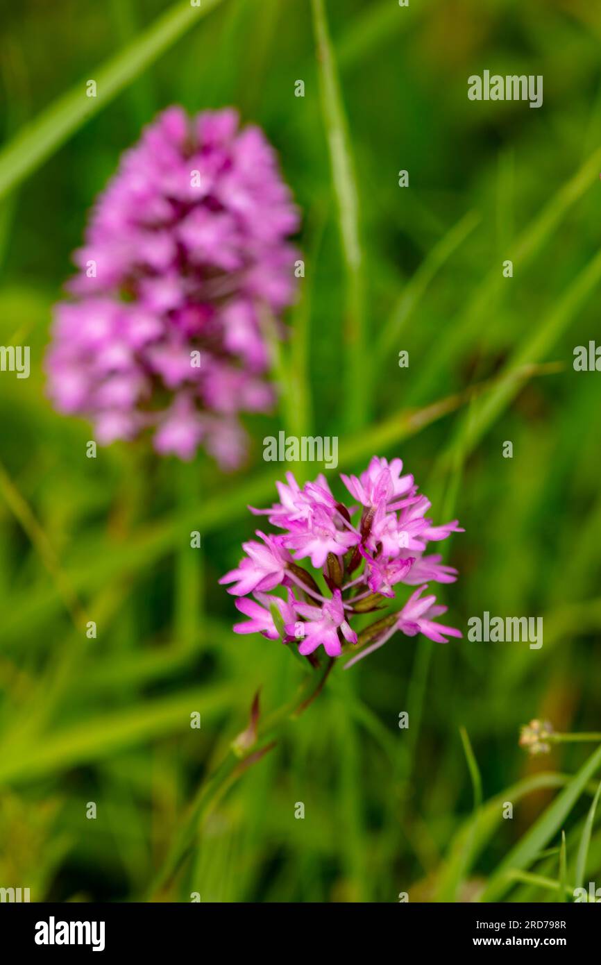 Unassumingly beautiful Anacamptis pyramidalis, pyramidal orchid ...