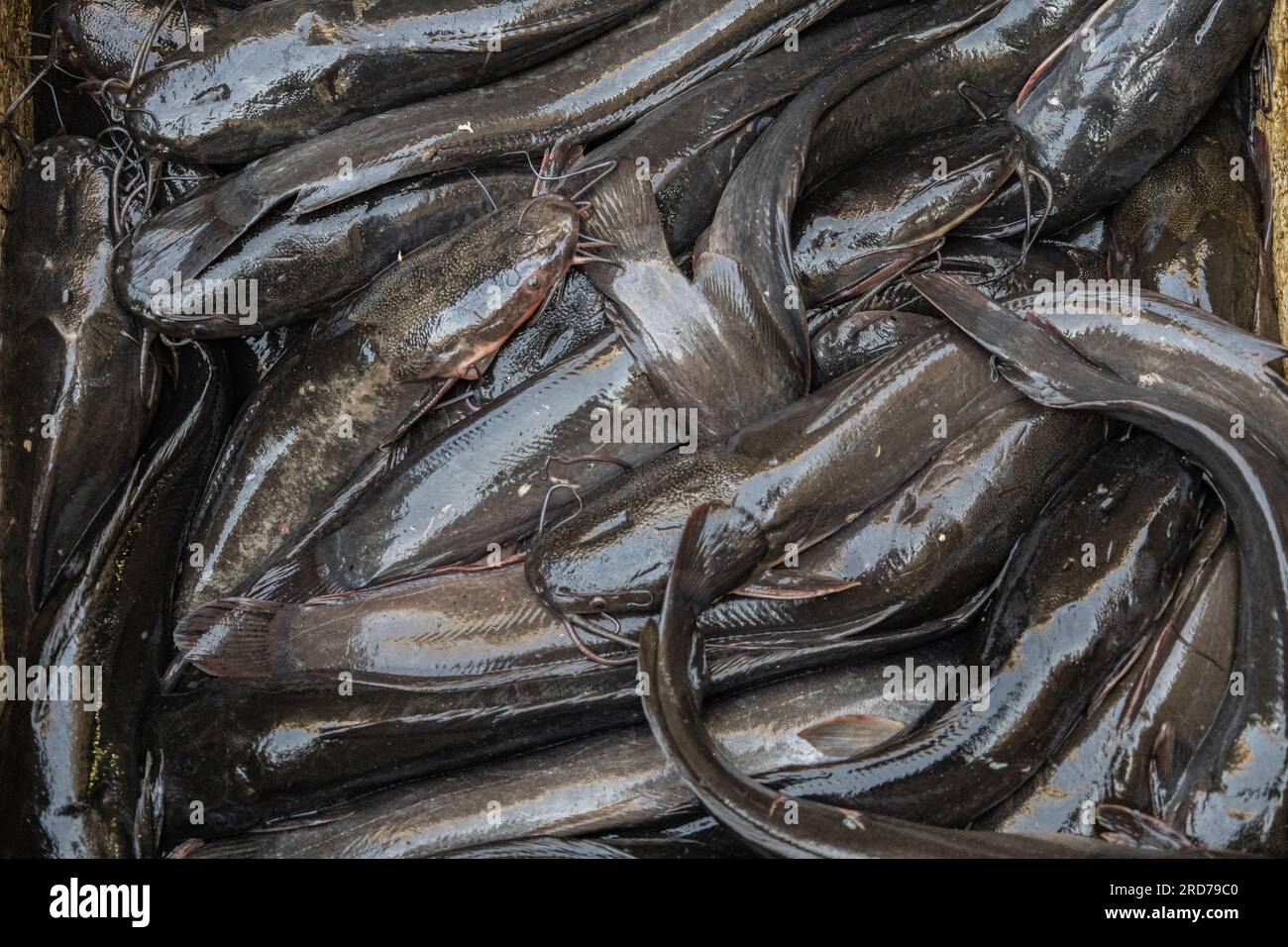 Wiggling fish hi-res stock photography and images - Alamy
