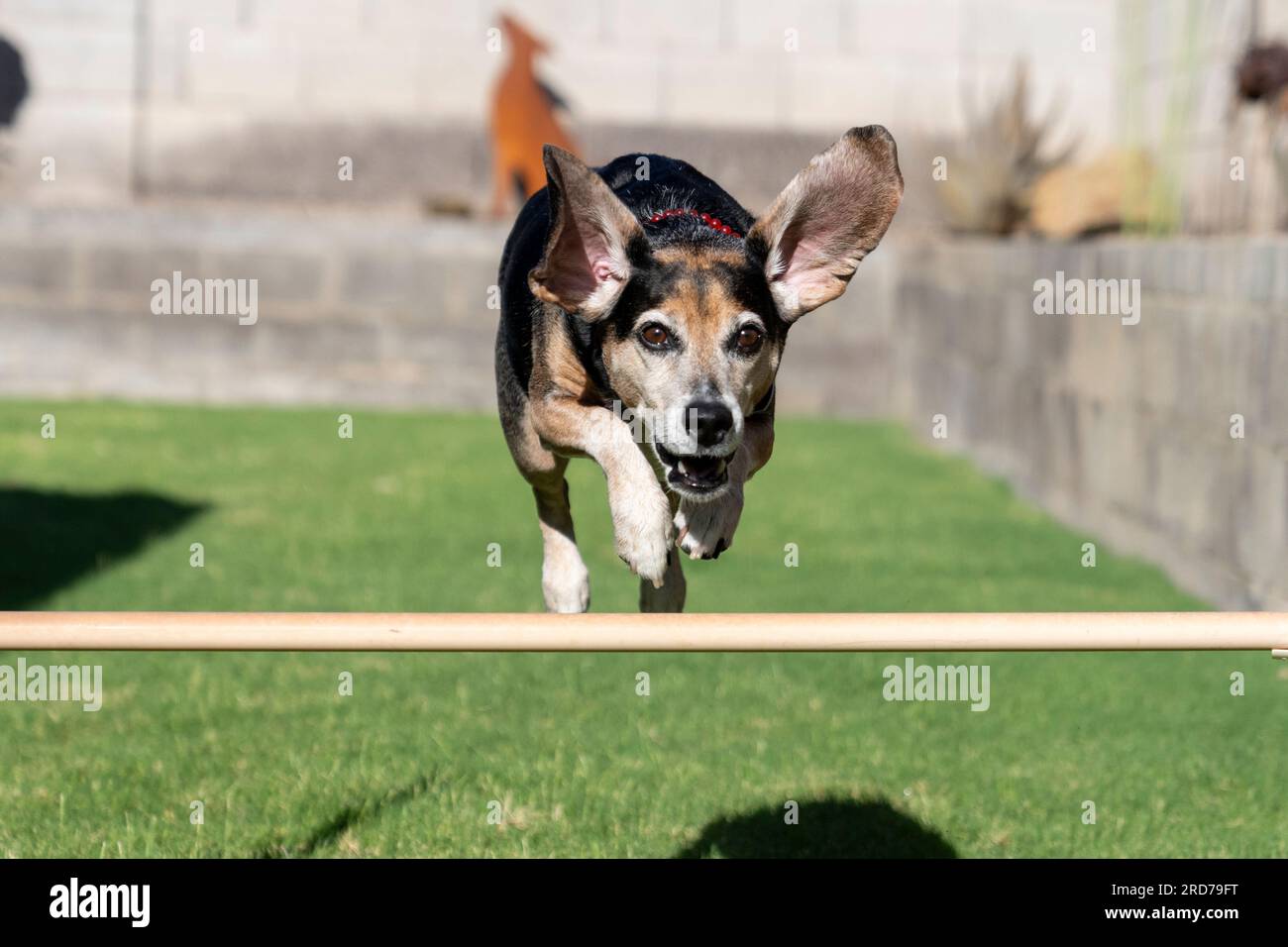 Beagle with his ears flying out going over an agility jump Stock Photo ...