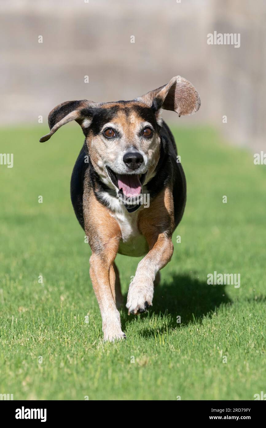 Beagle running in the grass smiling while his ears are flying out Stock ...
