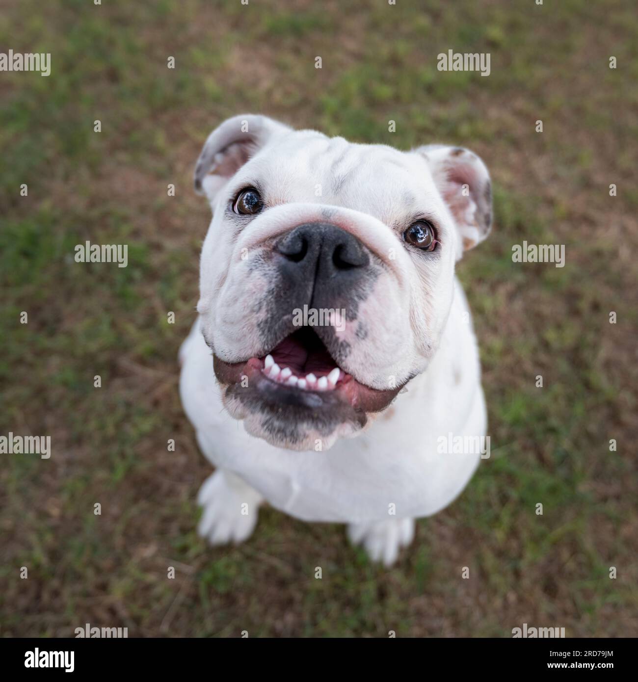 Smiling English Bulldog Puppy
