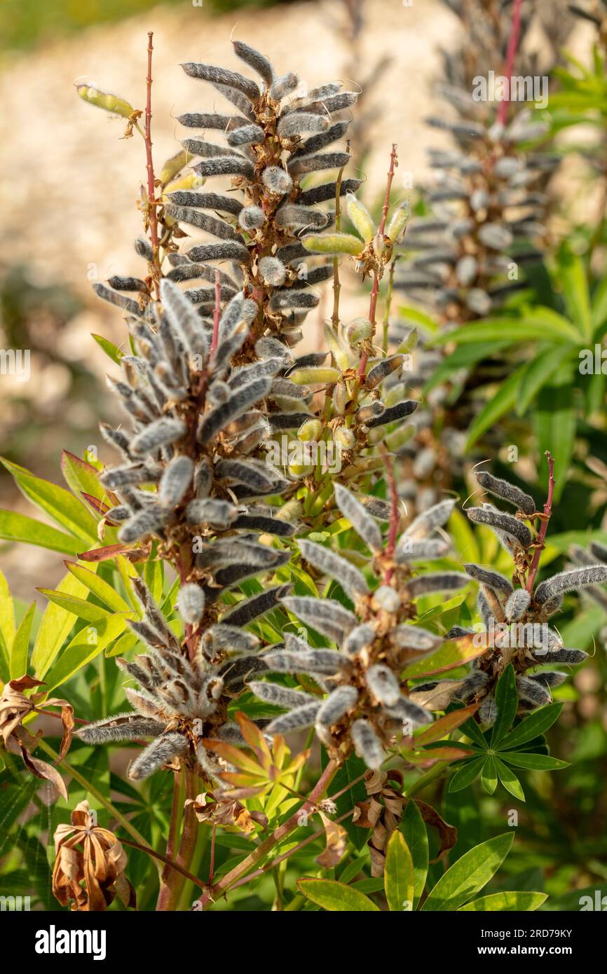 Natural close up semi-abstract Lupin seed pods with some negative space ...
