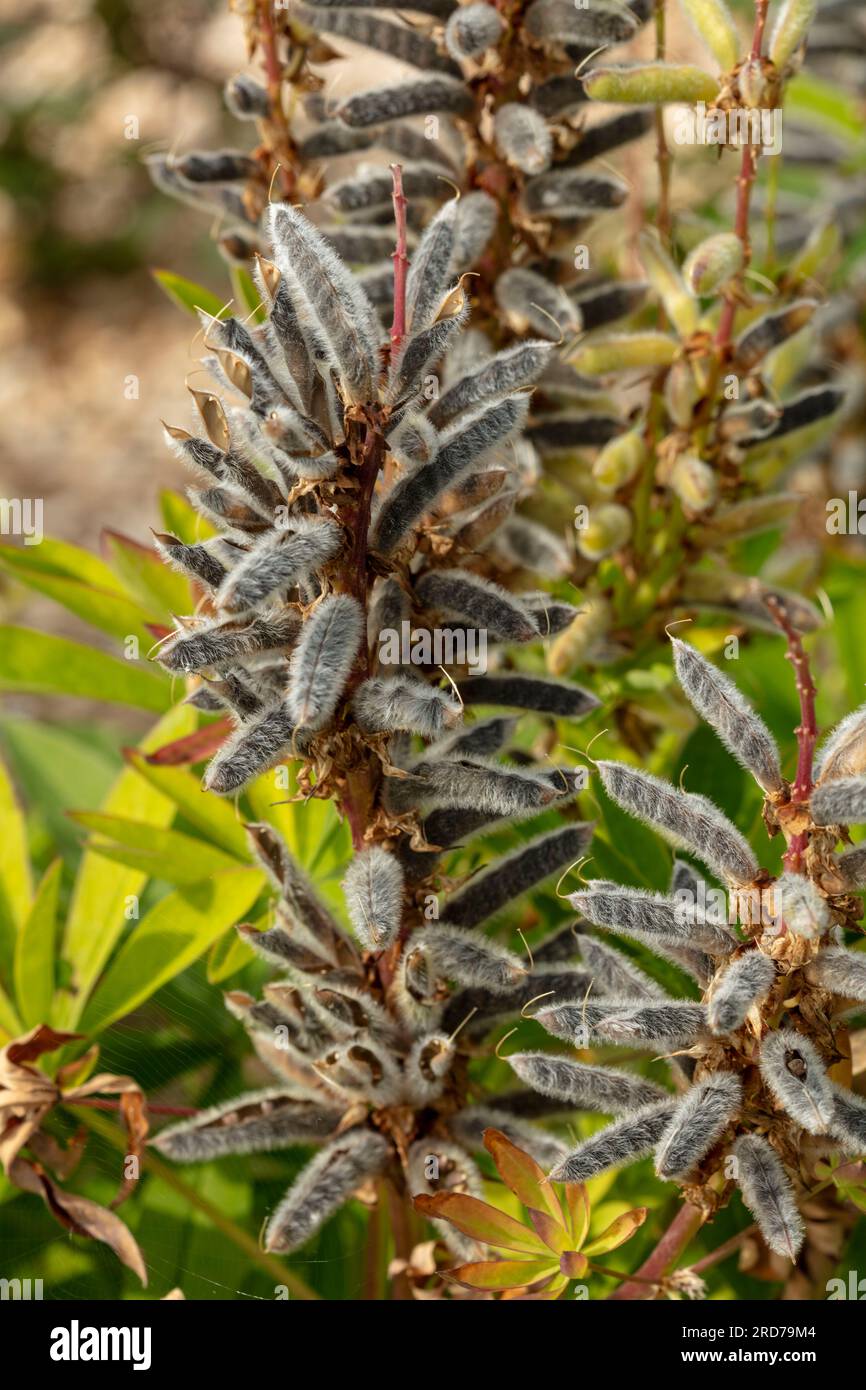 Natural close up semi-abstract Lupin seed pods with some negative space ...