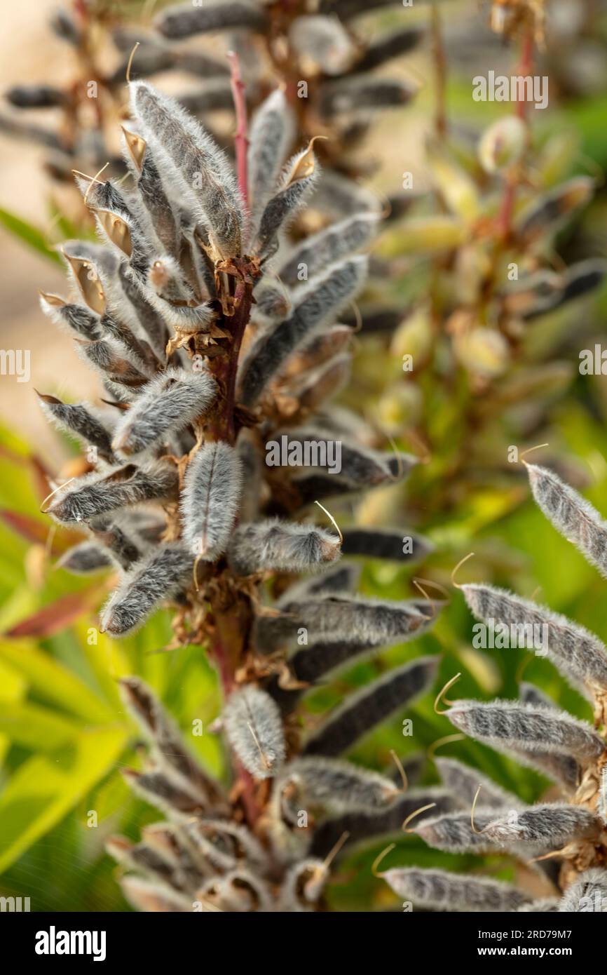 Natural close up semi-abstract Lupin seed pods with some negative space ...