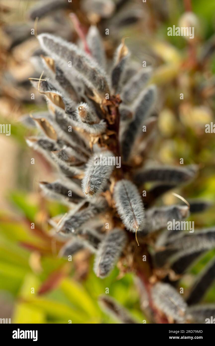 Natural close up semi-abstract Lupin seed pods with some negative space ...