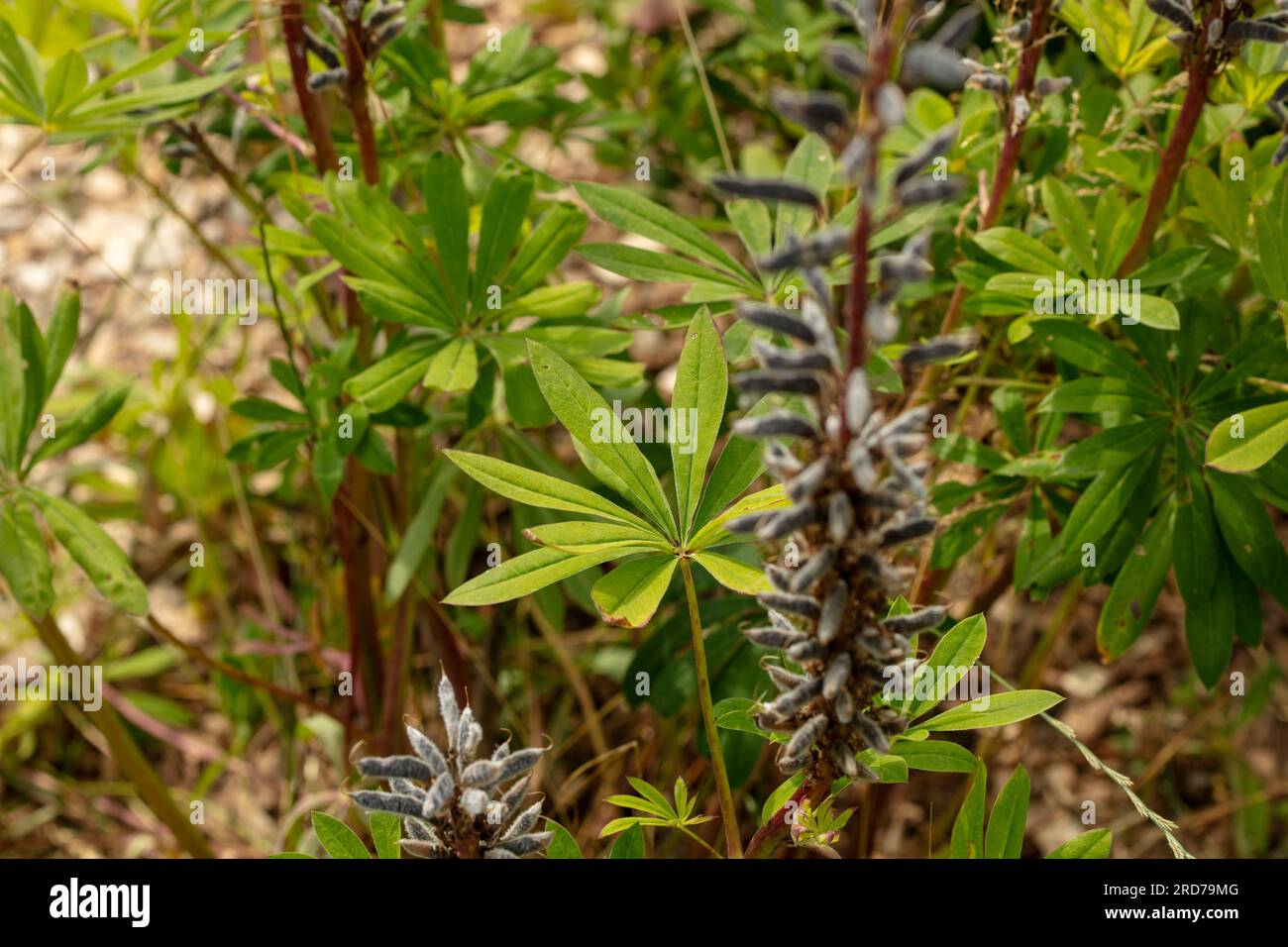 Natural close up semi-abstract Lupin seed pods with some negative space ...