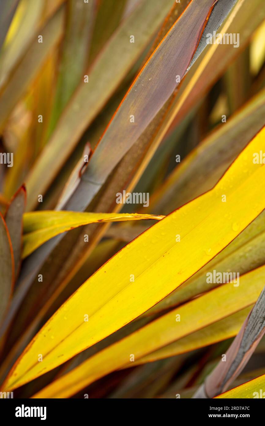 Natural colourful plant abstract of Phormium Tenax 'Purpureum Group ...