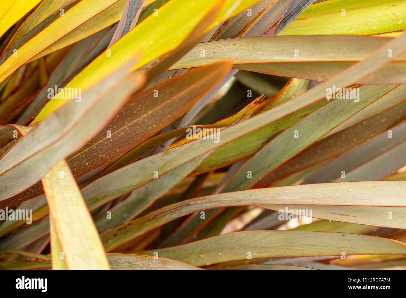 Natural colourful plant abstract of Phormium Tenax 'Purpureum Group ...