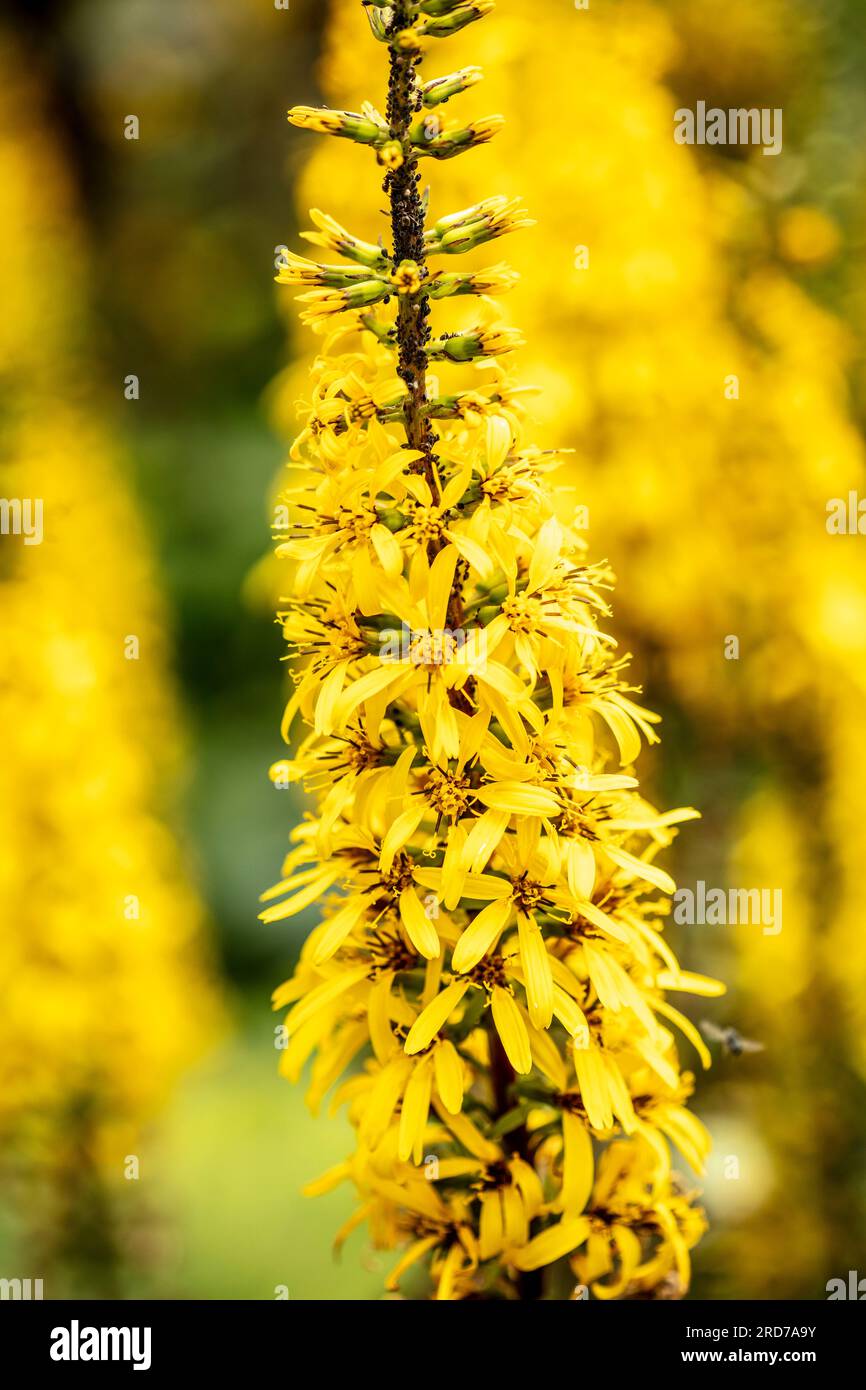 Bright summery yellow Ligularia 'the rocket’. Natural close up ...