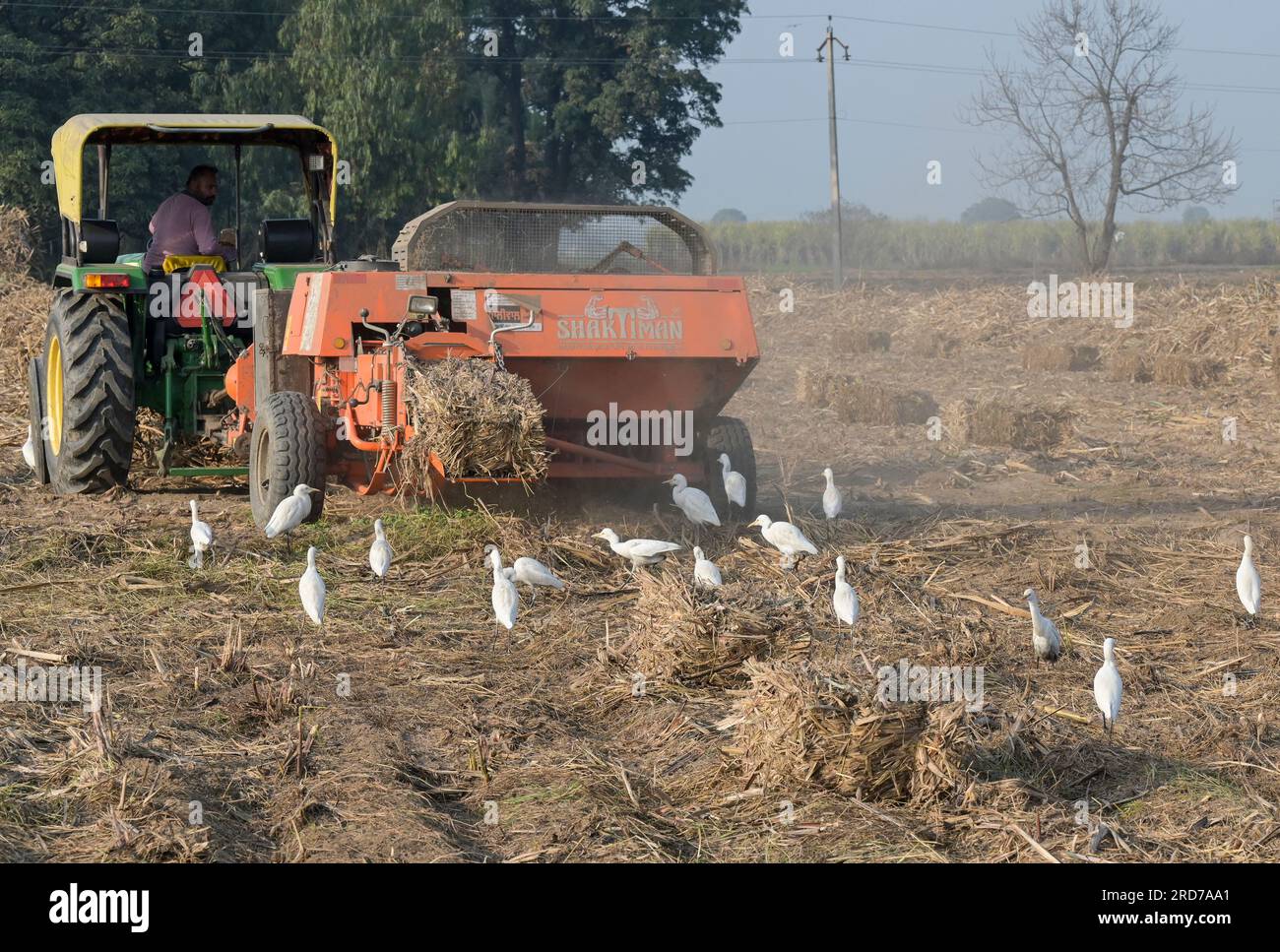 INDIA, Punjab, Kharar, sugar cane farming, cane straw pressing after ...