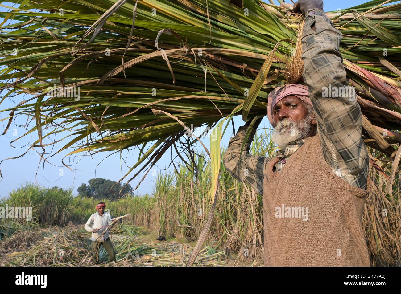 INDIA, Punjab, Kharar, sugar cane farming, seasonal labourer at manual ...
