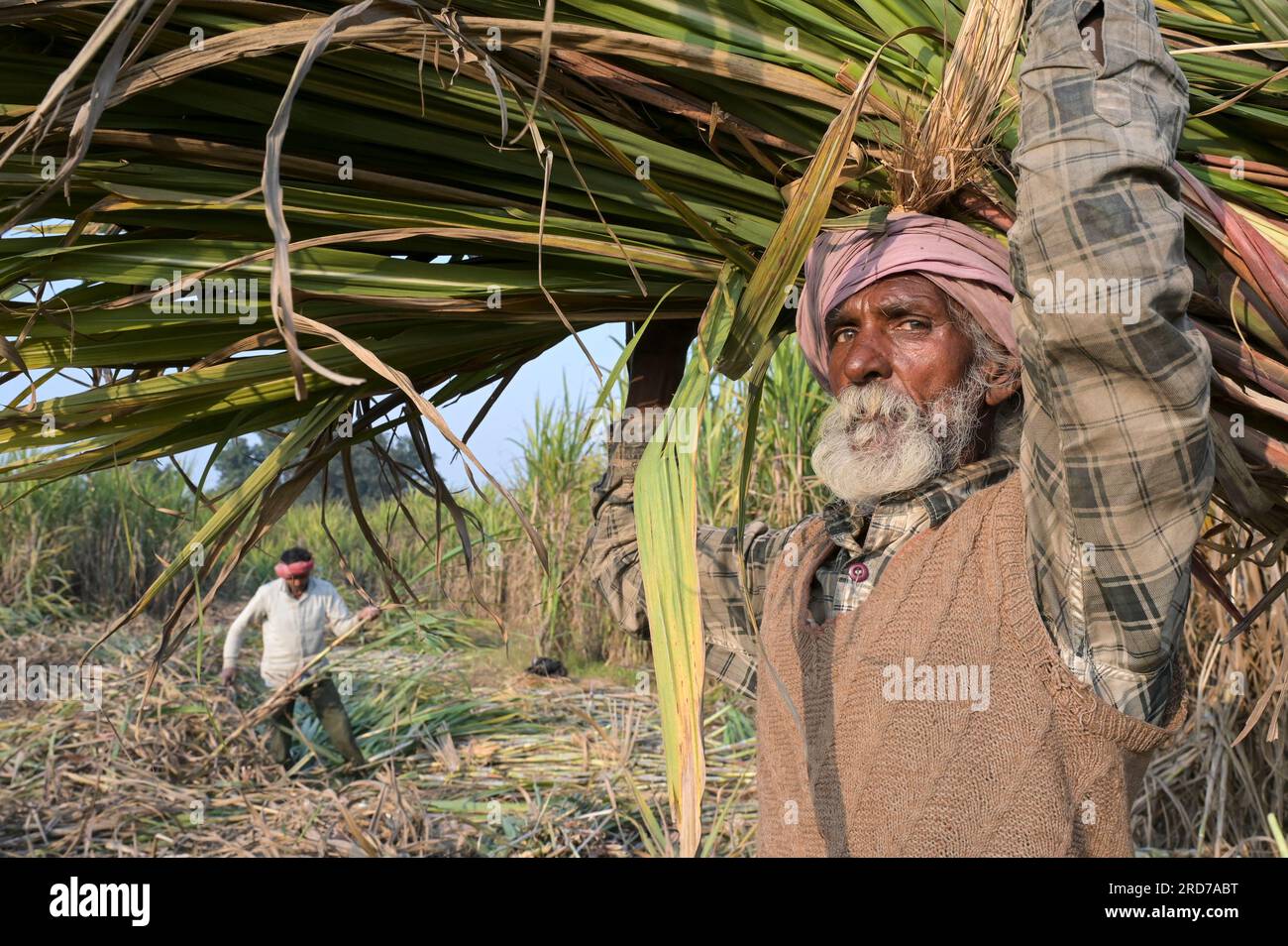 INDIA, Punjab, Kharar, sugar cane farming, seasonal labourer at manual ...