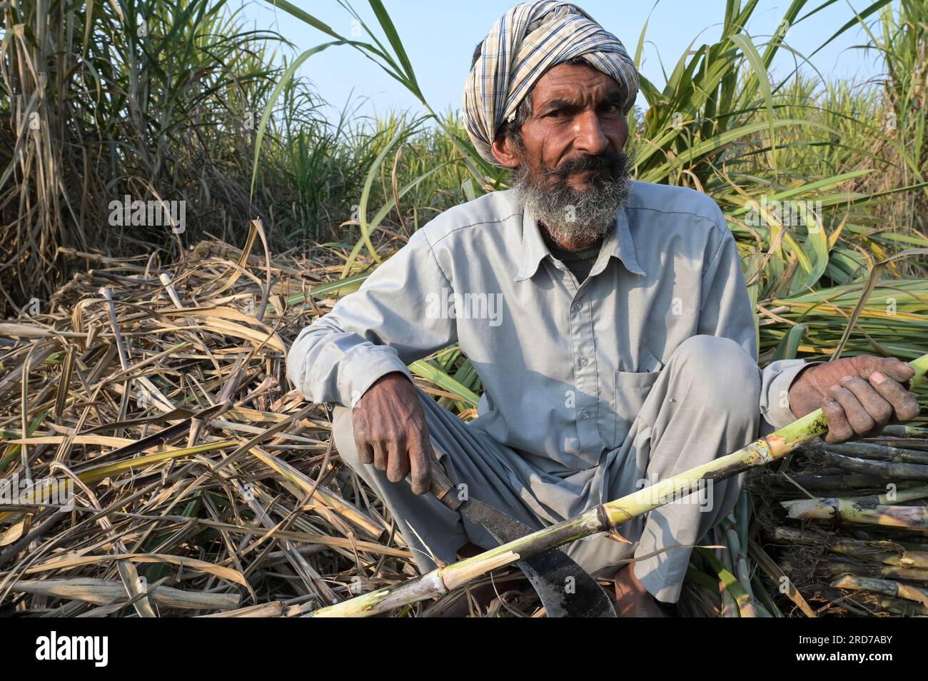 INDIA, Punjab, Kharar, sugar cane farming, seasonal labourer at manual ...