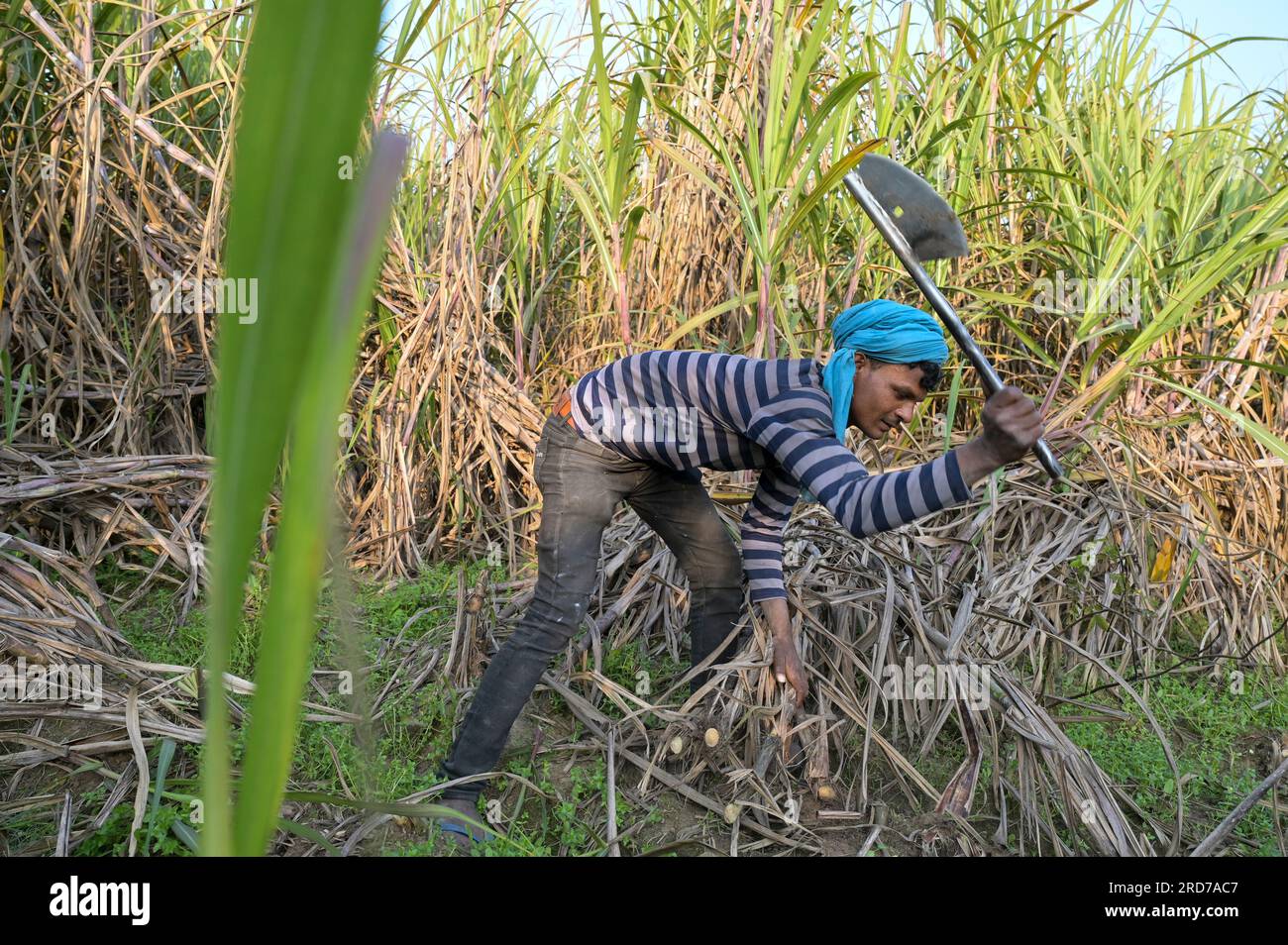 INDIA, Punjab, Kharar, sugar cane farming, seasonal labourer at manual ...
