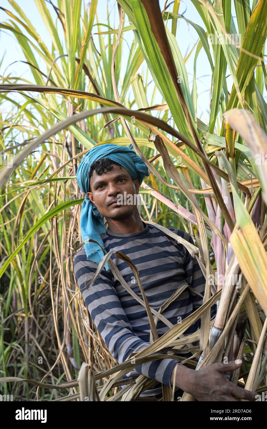 Yield of sugarcane crop hi-res stock photography and images - Alamy