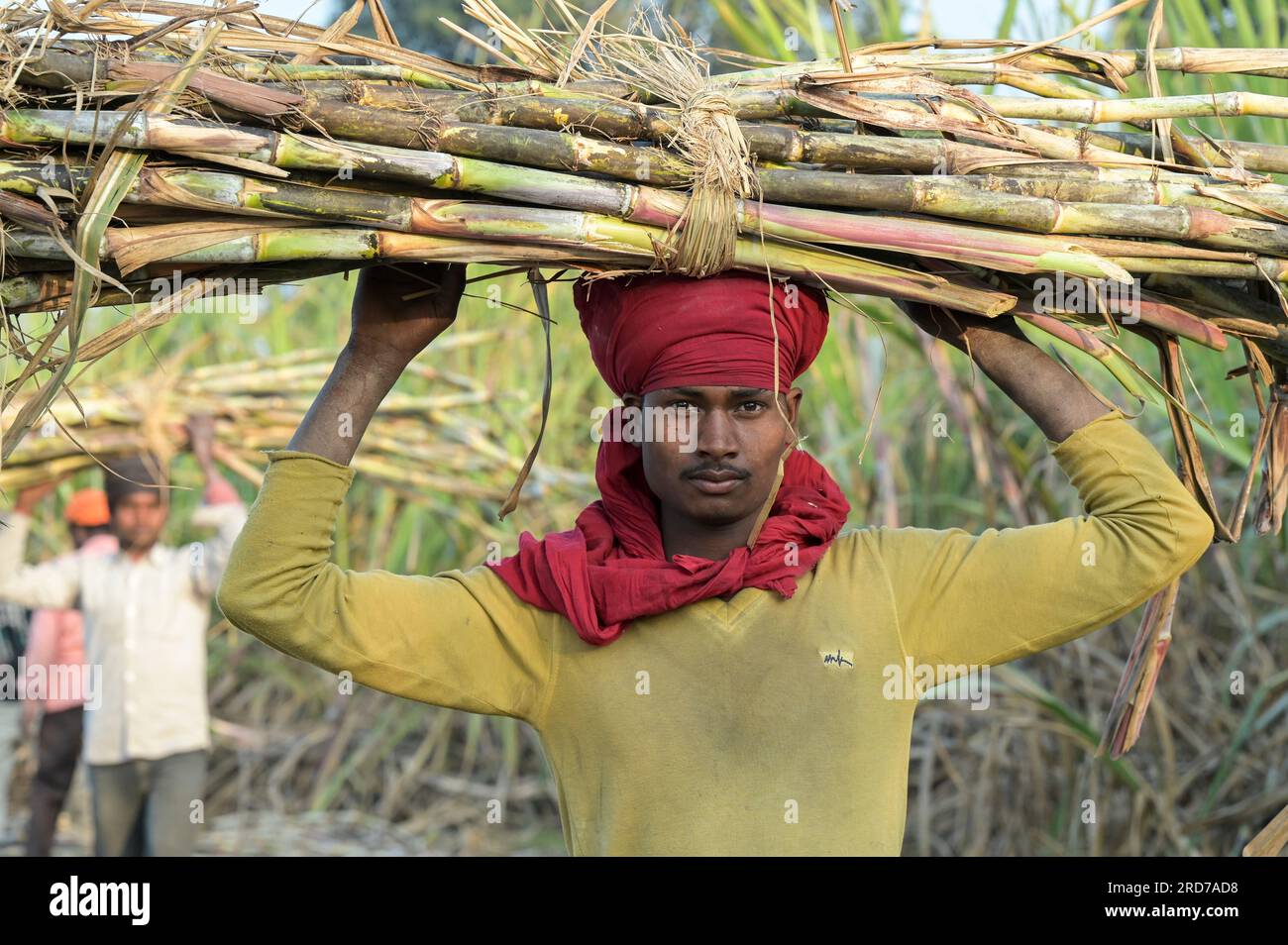 INDIA, Punjab, Kharar, sugar cane farming, seasonal labourer at manual ...