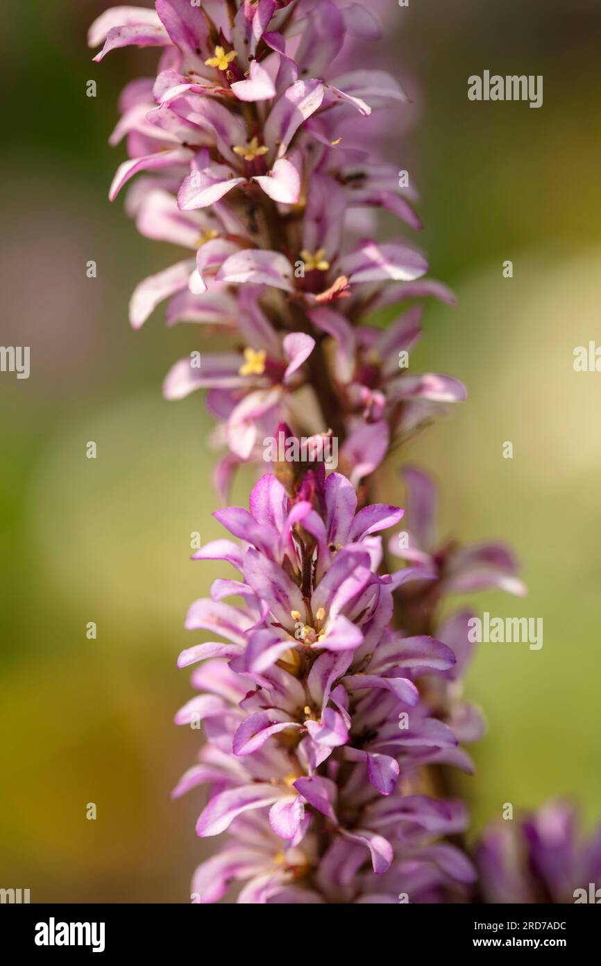 Natural close up flowering plant portrait of the striking wedding ...
