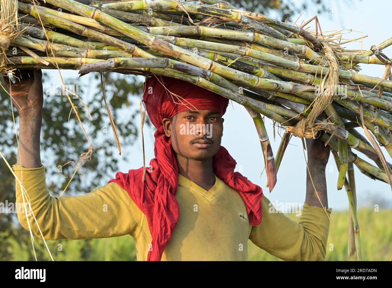 INDIA, Punjab, Kharar, sugar cane farming, seasonal labourer at manual ...