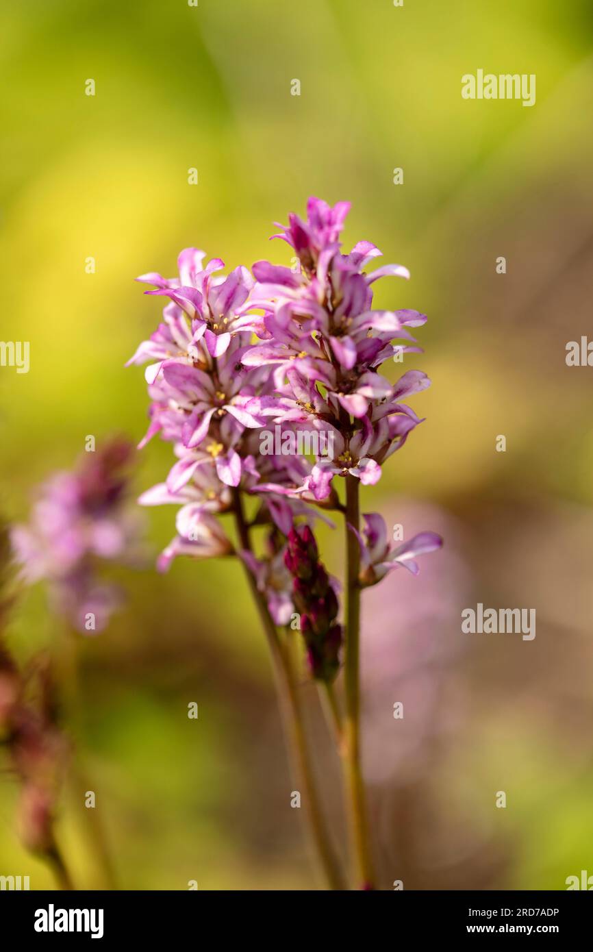 Natural close up flowering plant portrait of the striking wedding ...